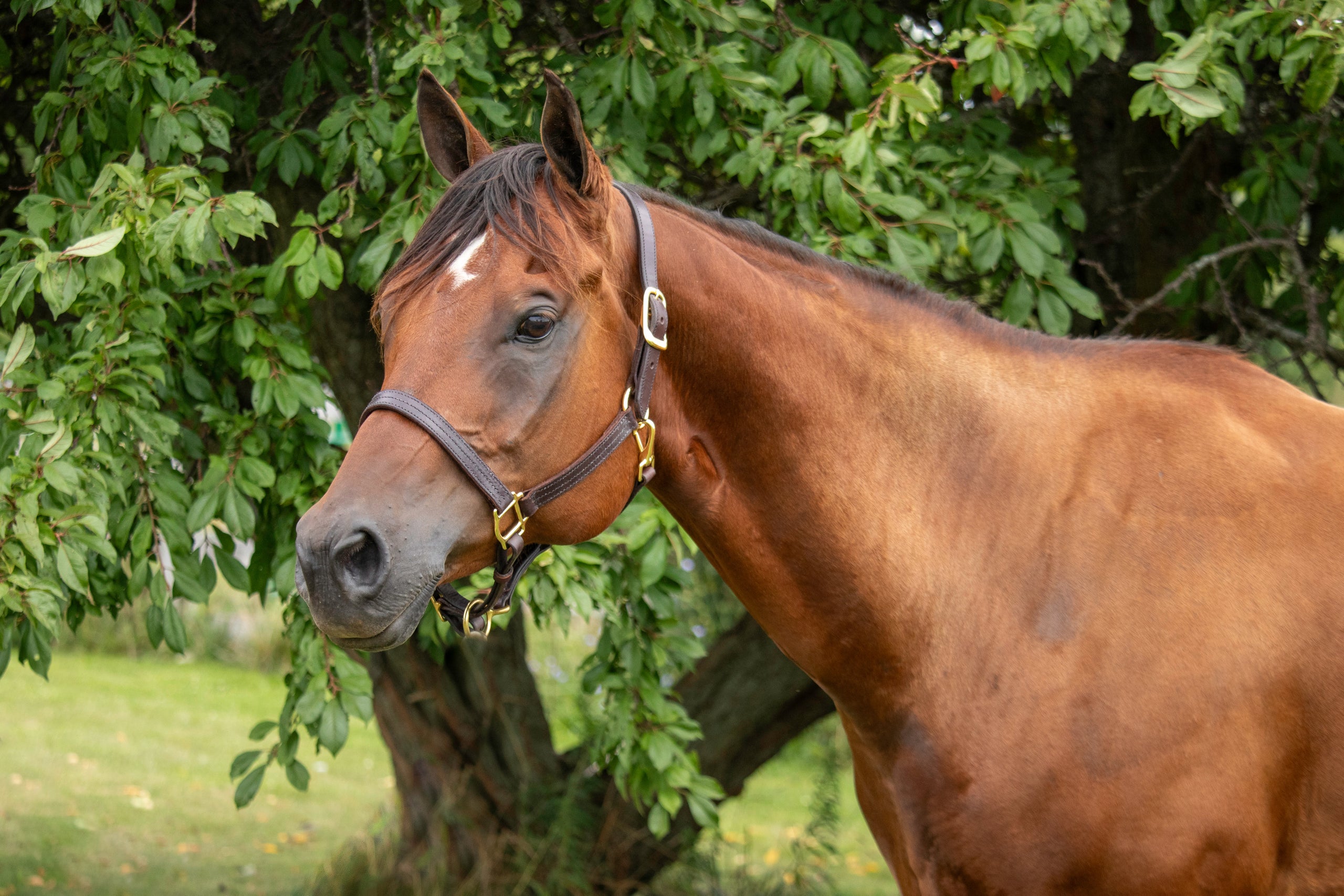 Triple Stitch Leather Halter | Double R Tack LLC