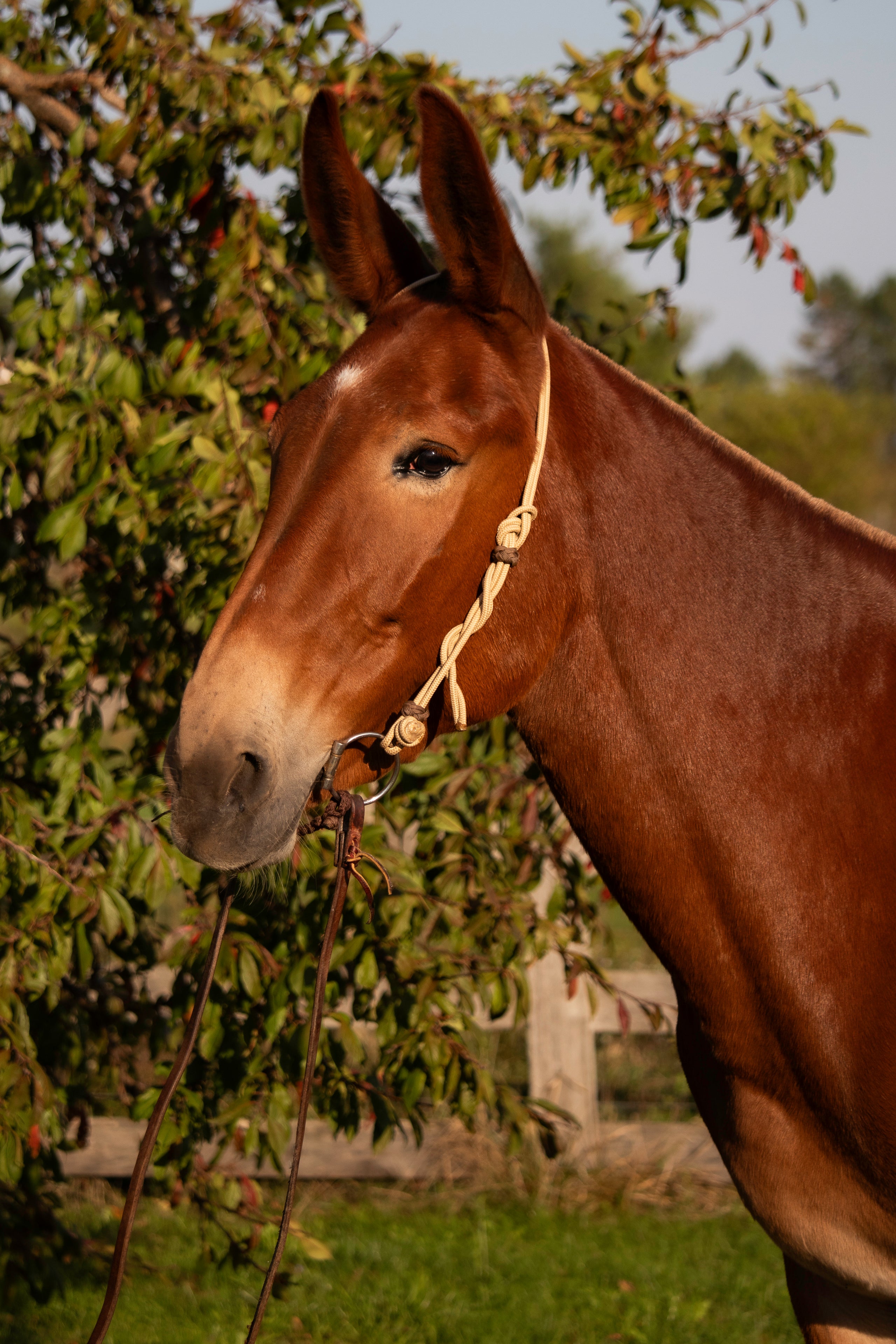 Rope Headstall | Double R Tack LLC